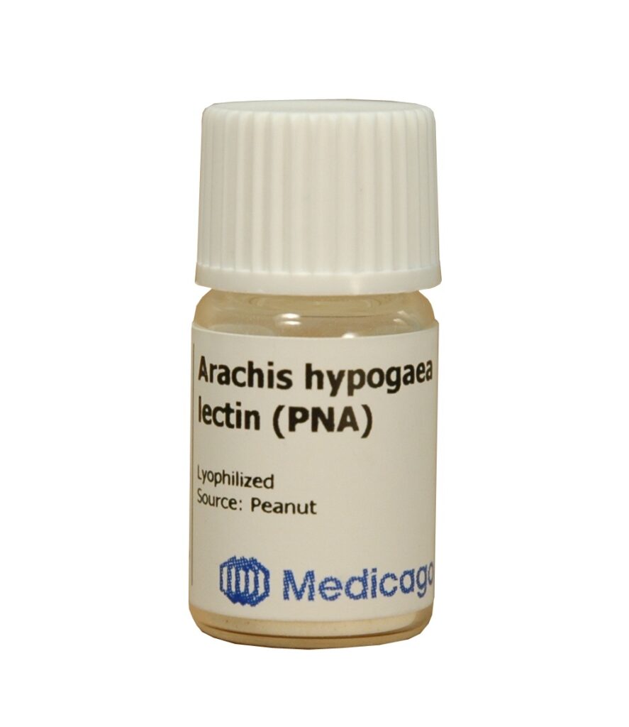 Arachis hypogaea lectin (PNA, Peanut Agglutinin) - Medicagogroup